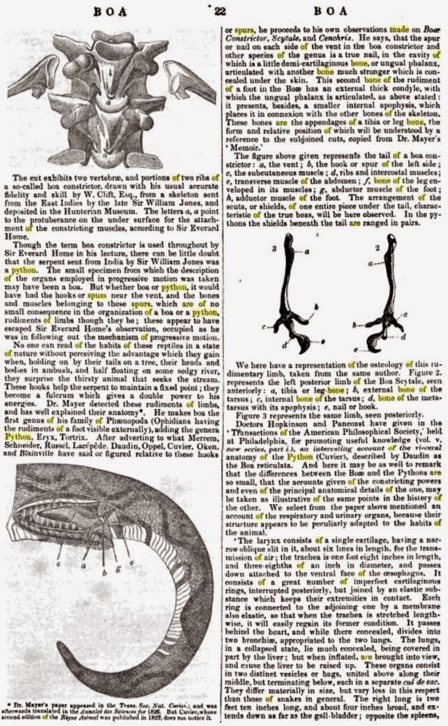 Birds To Dinosaur: Python Vestigial Pelvis, Femur and Spur