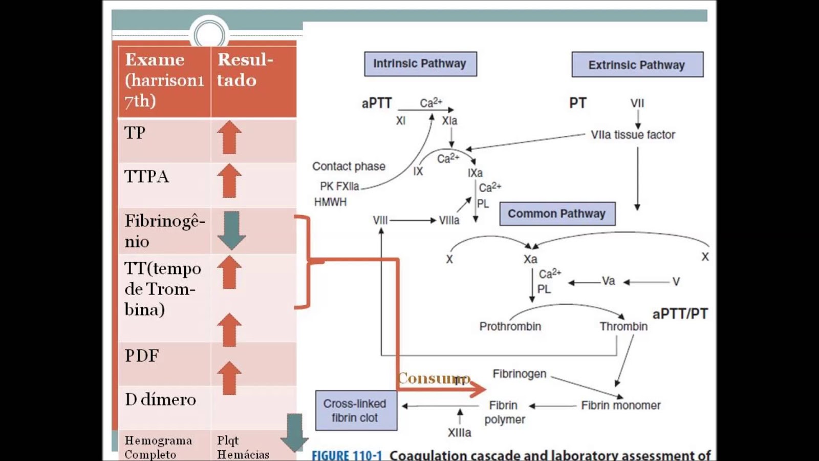 civd - wood scribd indo