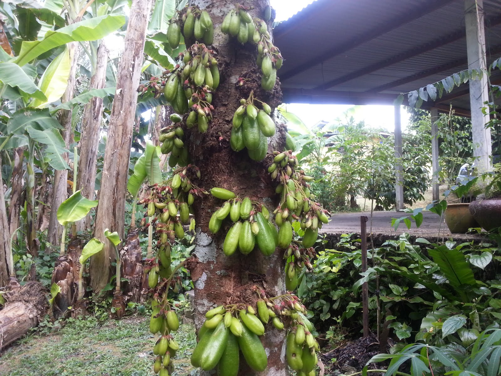 Belimbing buluh ke ketam? ~ SuteraUngu87