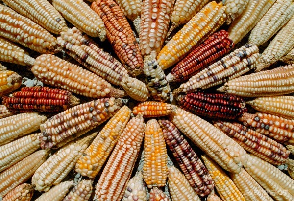 Pueblos Originarios de Chile: Agricultura