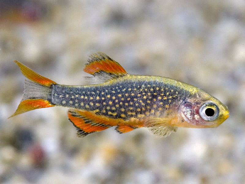 Galaxy Rasbora (Danio Margaritatus), Si Tubuh Bertabur Mutiara dari ...