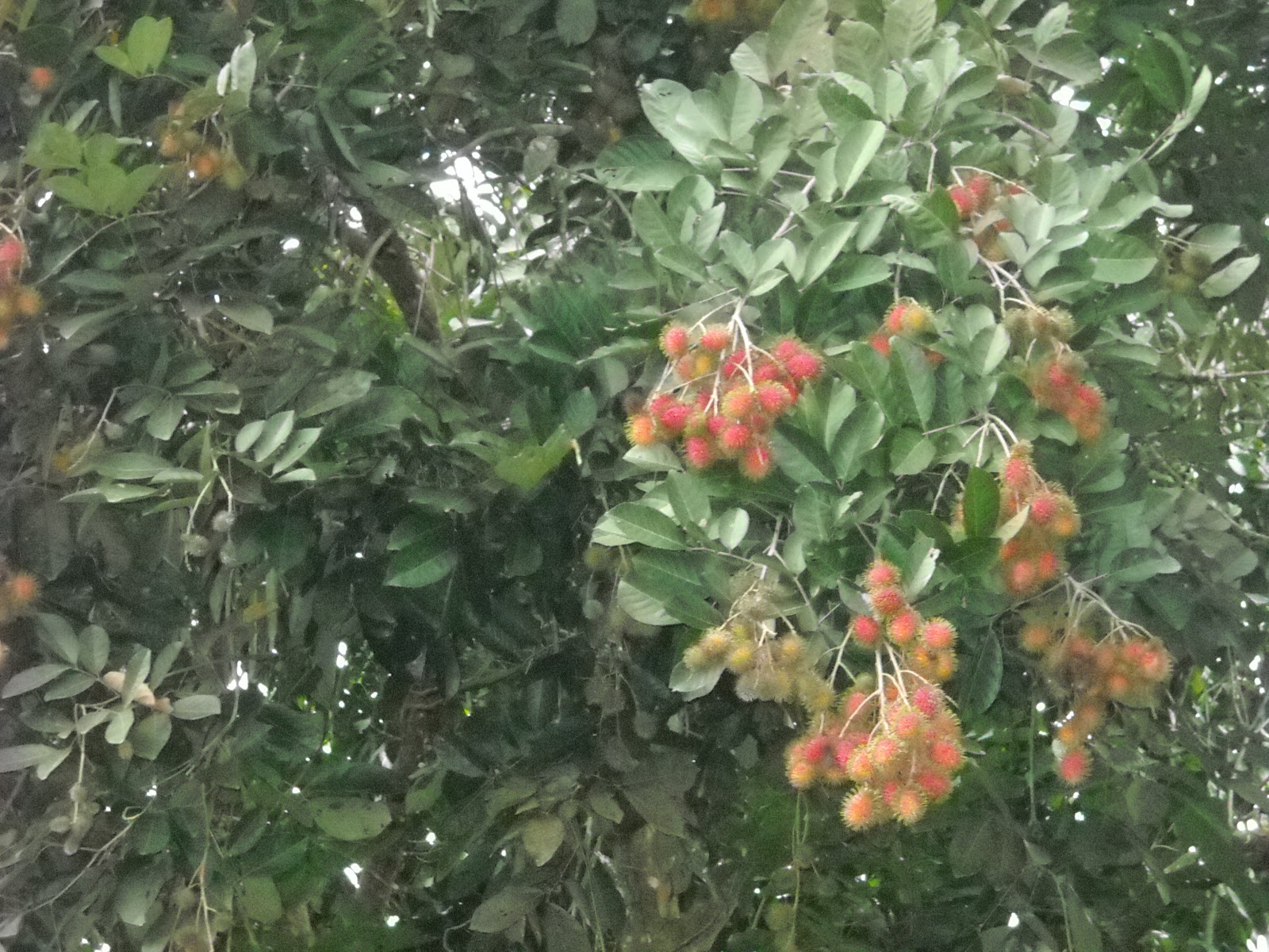 KENALI POKOK SAYANGI POKOK: RAMBUTAN RAKYAT / RAMBUTAN BIJI