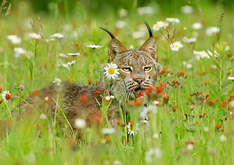 White Wolf : Beautiful Photos Of 25 Animals Who Are Enjoying Spring
