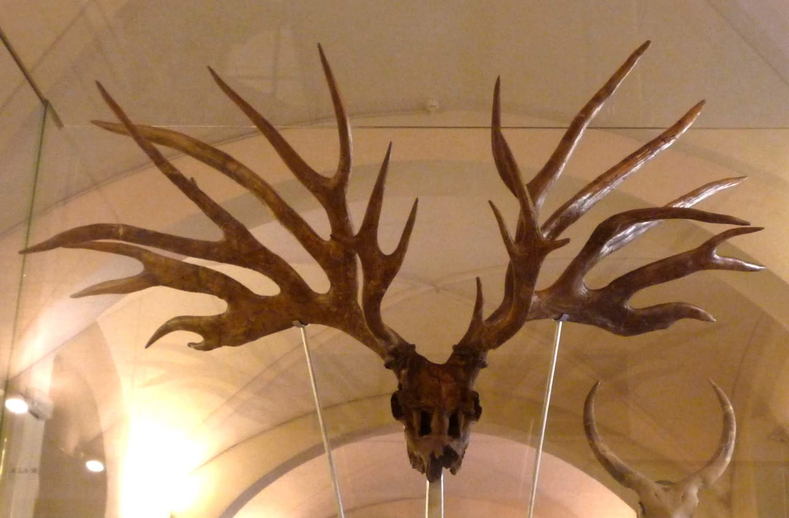 Catalogue of Organisms: The Cervini: Deer of Temperate Eurasia (and Beyond)