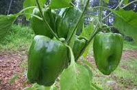 Greek Aquaponics Ενυδρειοπονία: ΦΥΤΑ