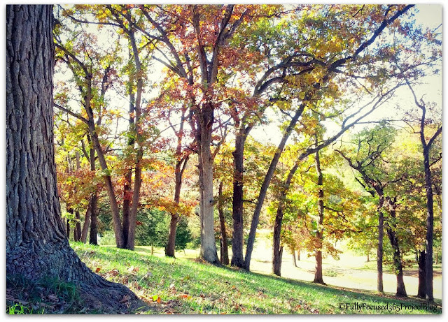 Fully Focused: 365 Project-Photography-One Photo A Day For a Year: Day ...