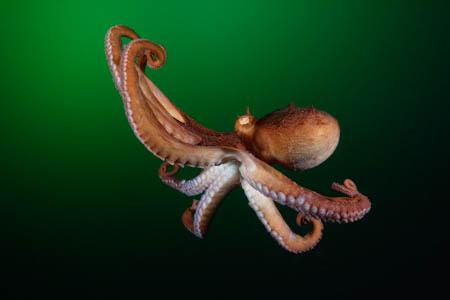 Sentient Developments: Orion: Deep inside the mind of the octopus