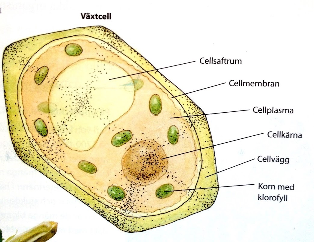 Biologi, fysik, kemi, teknik år 7, 8 och 9: Biologi år 7