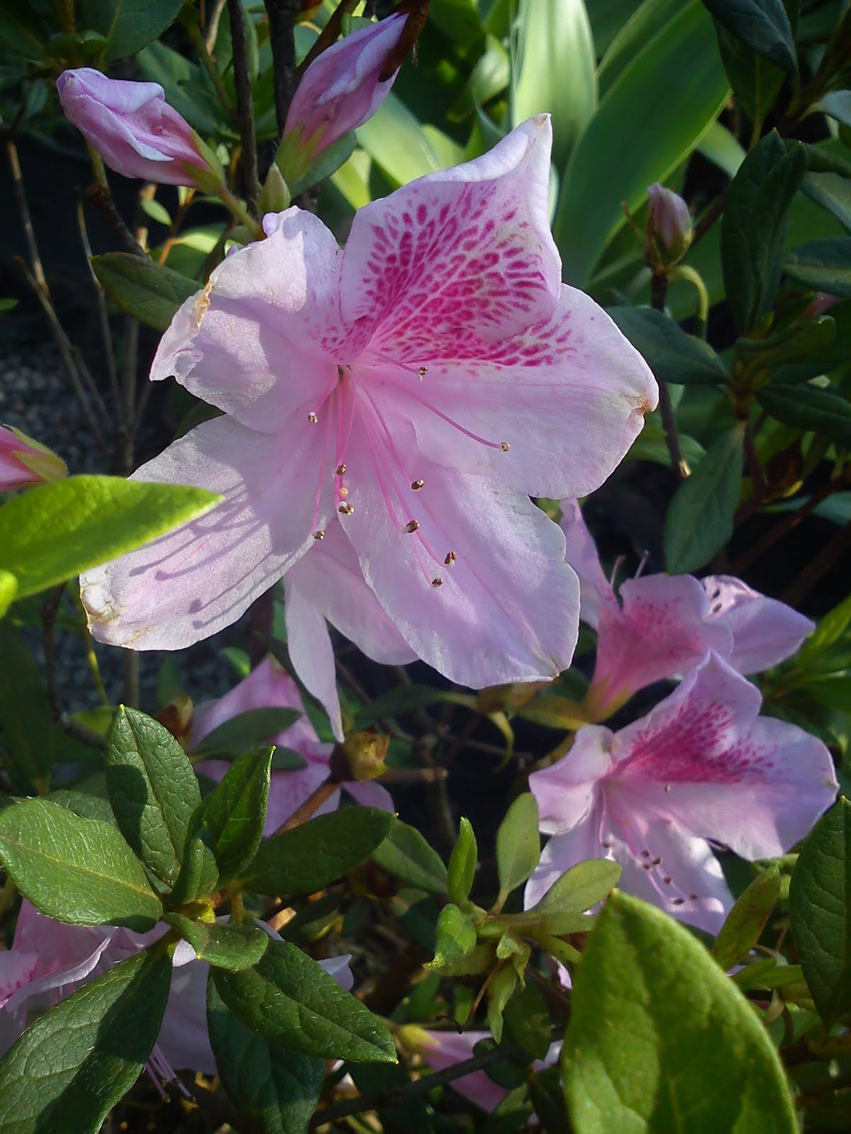 Floricultura Vitória Régia: Azaléia