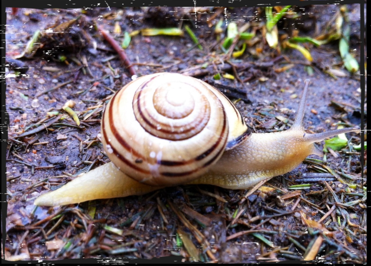 York Downs Golf and Country Club, Audubon: Banded Wood Snails are ...