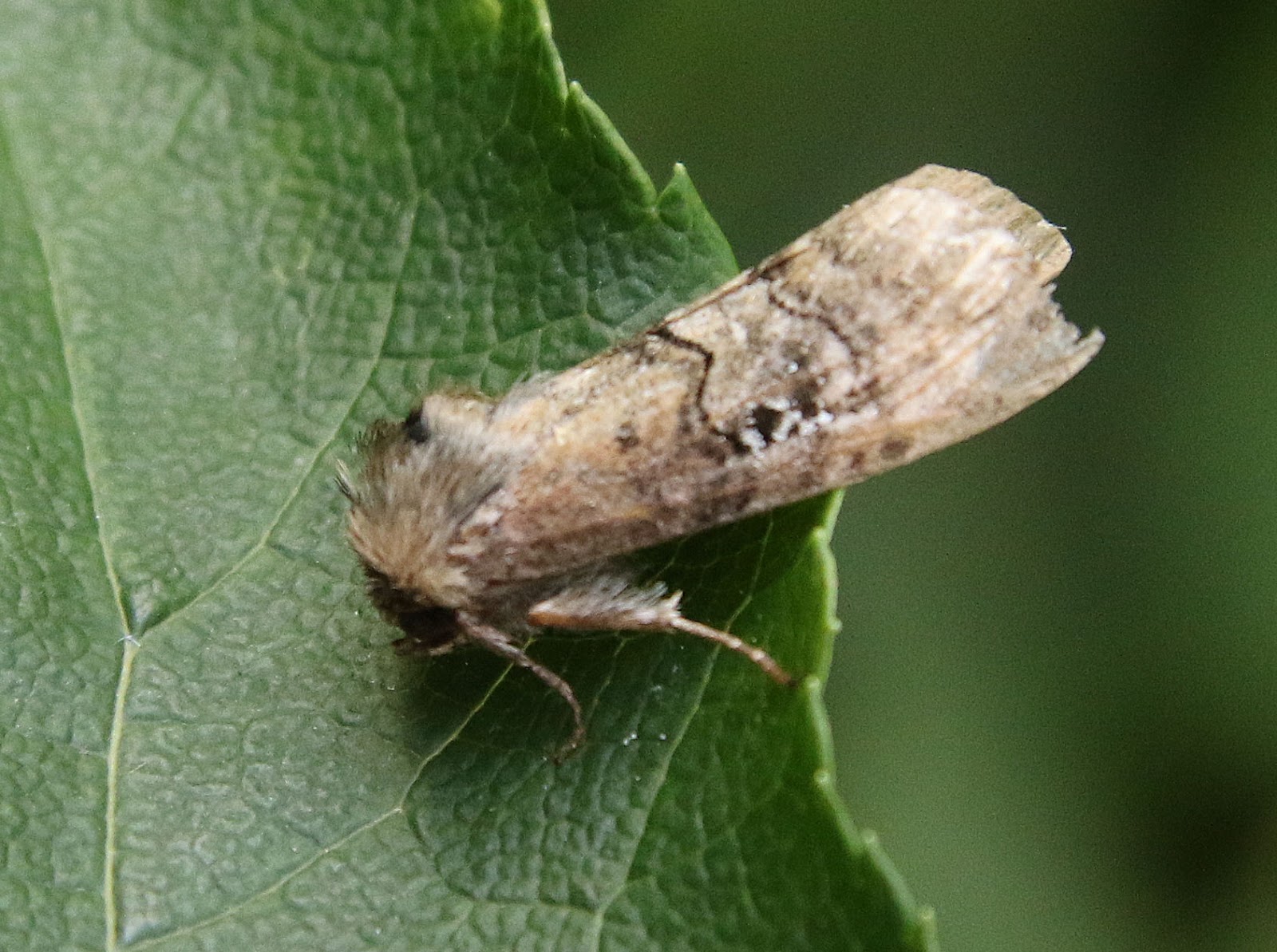 Birding with Flowers: June Moths