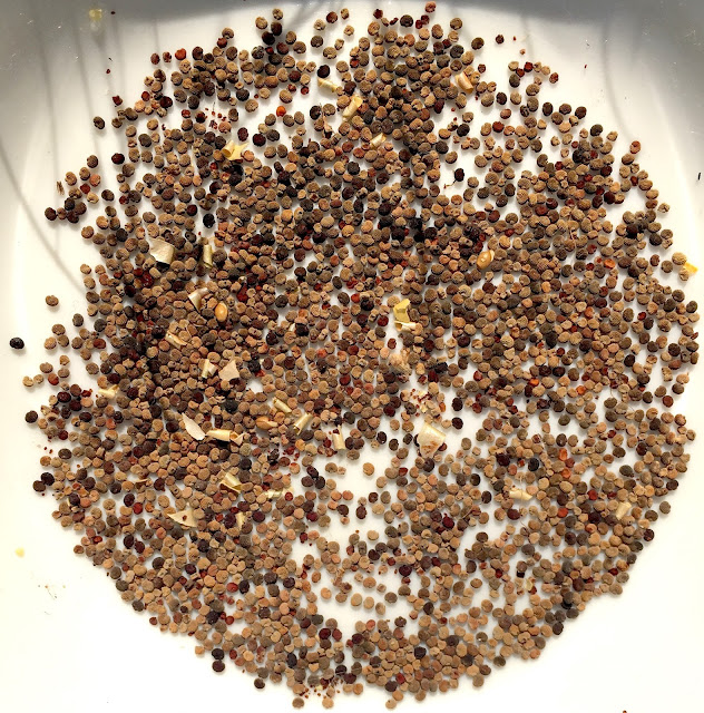 Strategies for Stewards: from woods to prairies : Does "Fire Pink" Make ...