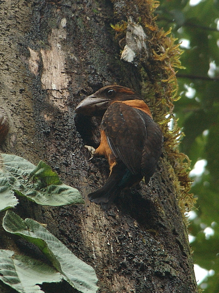 birding never sleeps: PAPUA NEW GUINEA 2006: Tabubil and Kiunga (7-14 ...