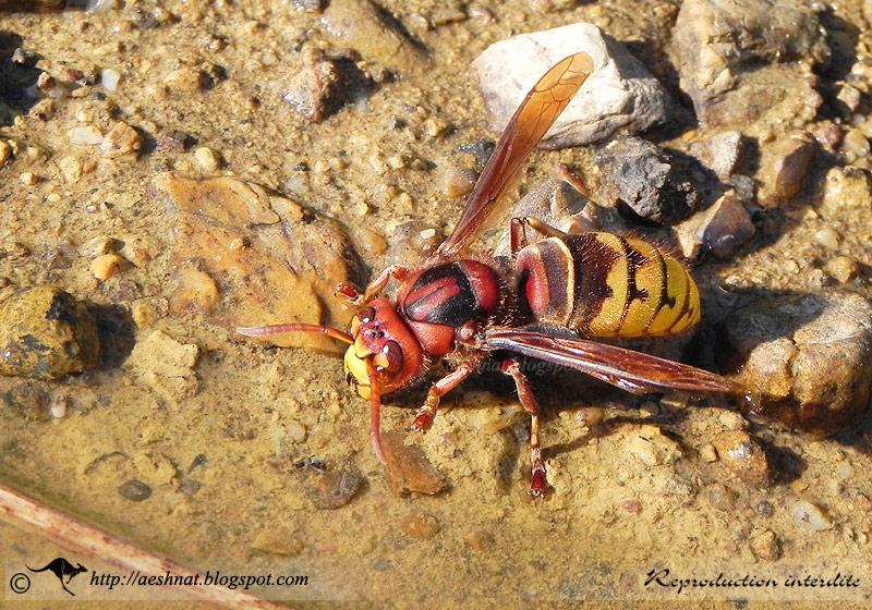 WILDLIFE GATEWAY: Un frelon affamé...