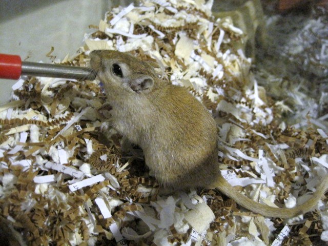Sunshine Gerbils - Southeastern Pennsylvania gerbil breeder