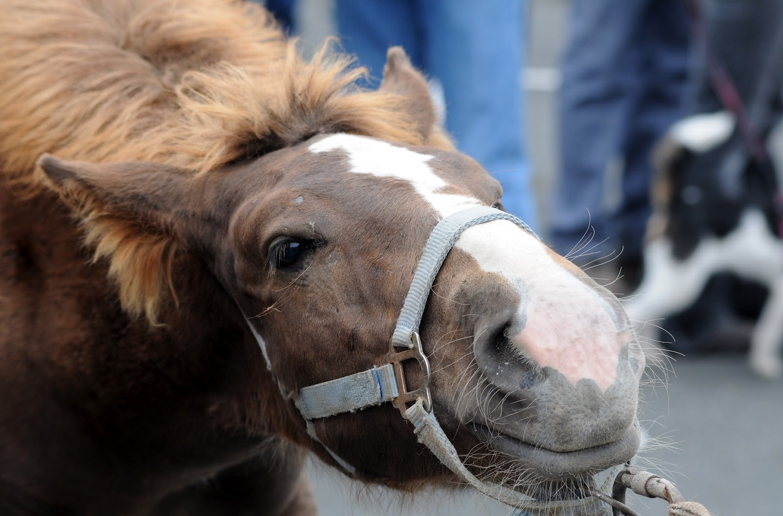 les Verdier du 44: Panard ou cagneux?