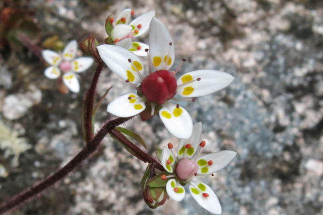 Bag a Wild One: What's Up in Scotland