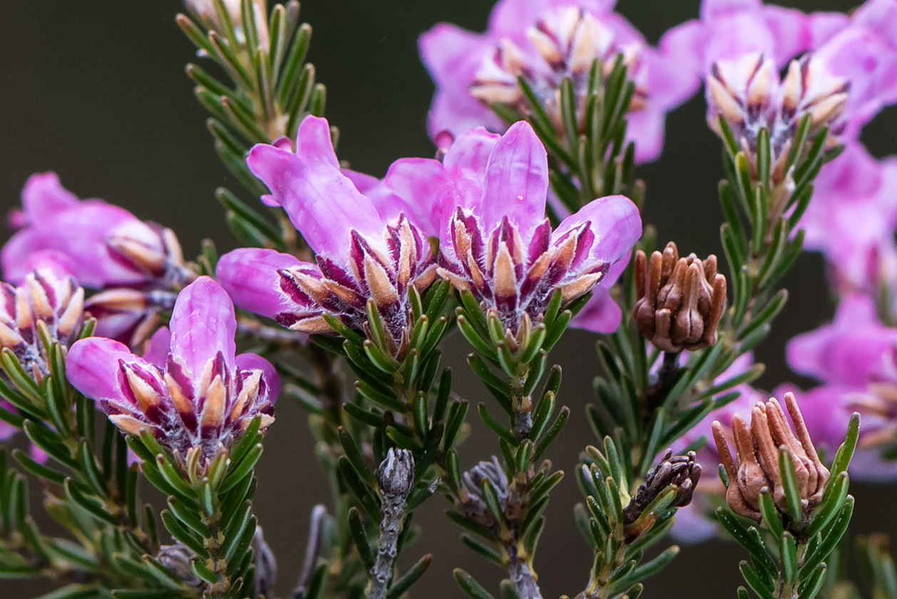 Flores y Paisajes de Asturias : Erica australis