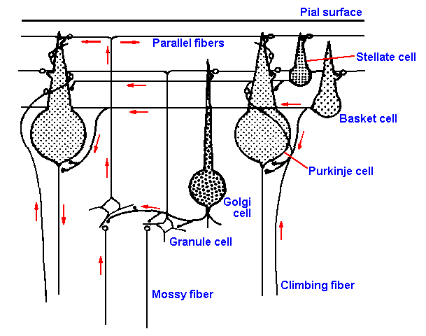 Cerebellar cells(小腦細胞) - 小小整理網站 Smallcollation