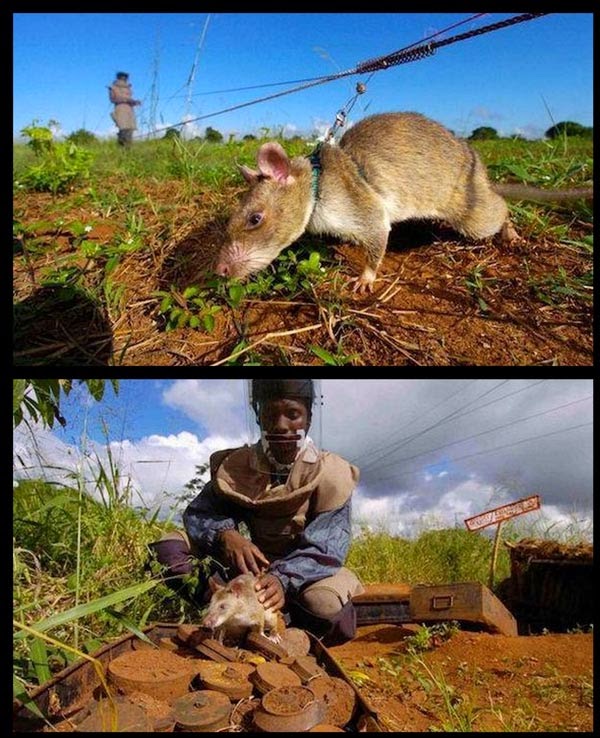 TIKUS GERGASI PENGESAN PERIUK API DI AFRIKA (8 GAMBAR) - Glepor