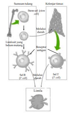 Sistem Pertahanan Tubuh - Pustaka Belajar