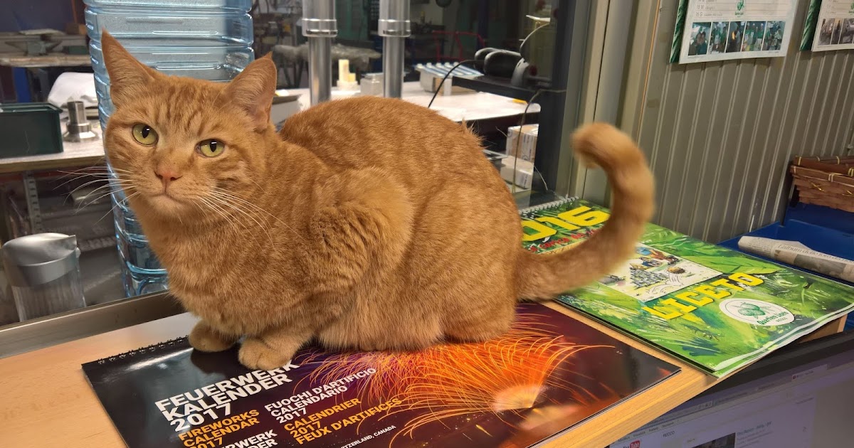 Quartiere Leopard: Pyro cat