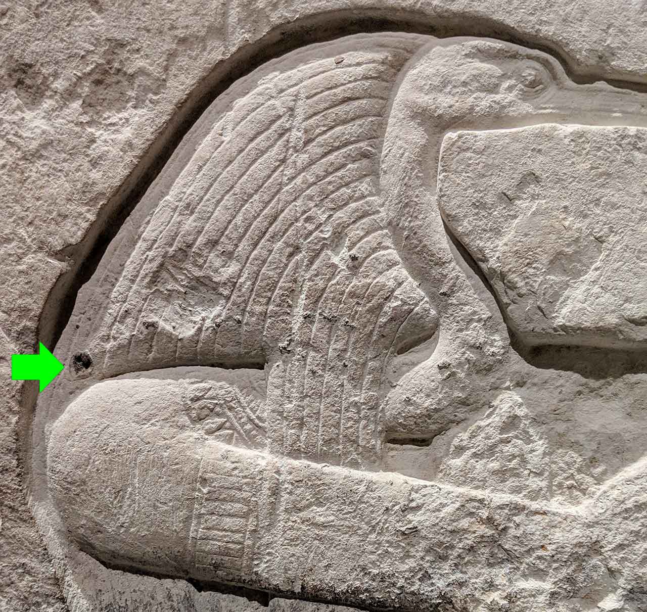 Louisville Fossils and Beyond: Fossils at the Speed Art Museum