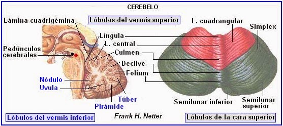 CLASES DE MEDICINA: NEUROLOGIA 1