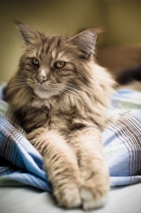 Kucing Maine Coon | Berita Seputar Kucing