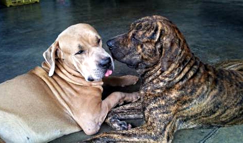 The Malaysian Life: Fila Brasileiro, World’s Most Aggressive Dog Breed
