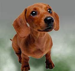 Imagenes de Perritos: Perrito con mirada tierna