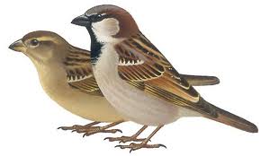 Canarios Marques: Pardal do Telhado ( Passer Domesticus )