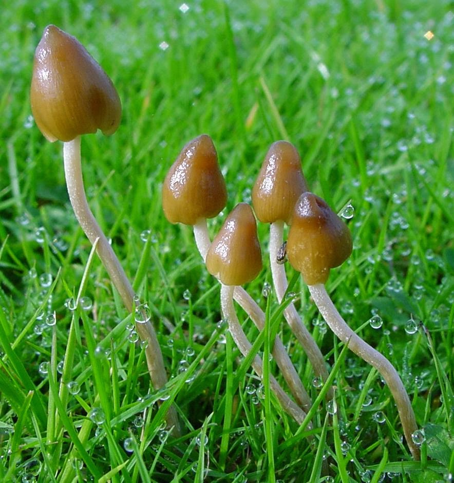 Vancouver Seed Bank: Mushrooms!
