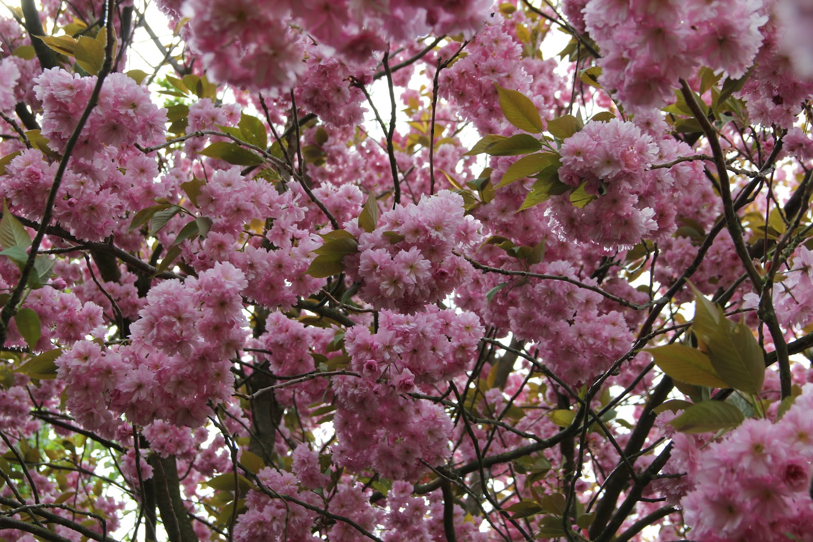 je m´appelle anemone: chinese cherry tree