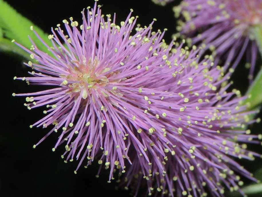Fabaceae - Leguminosae no Brasil: Fabaceae - Mimosa invisa Mart. ex ...