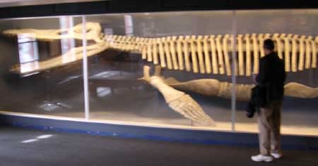 Trish Babbles: My Second-Ever Visit to HMNH