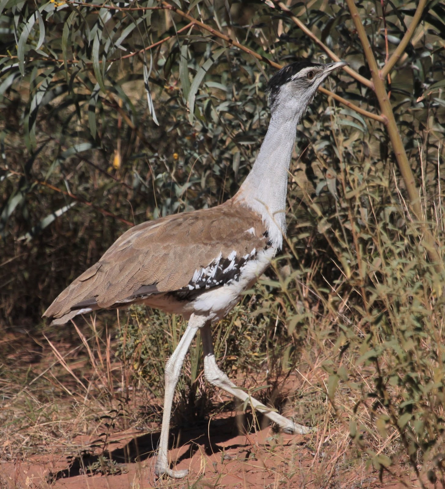 Central Australia Bird Photos: Australian Bustard - also known as Bush ...