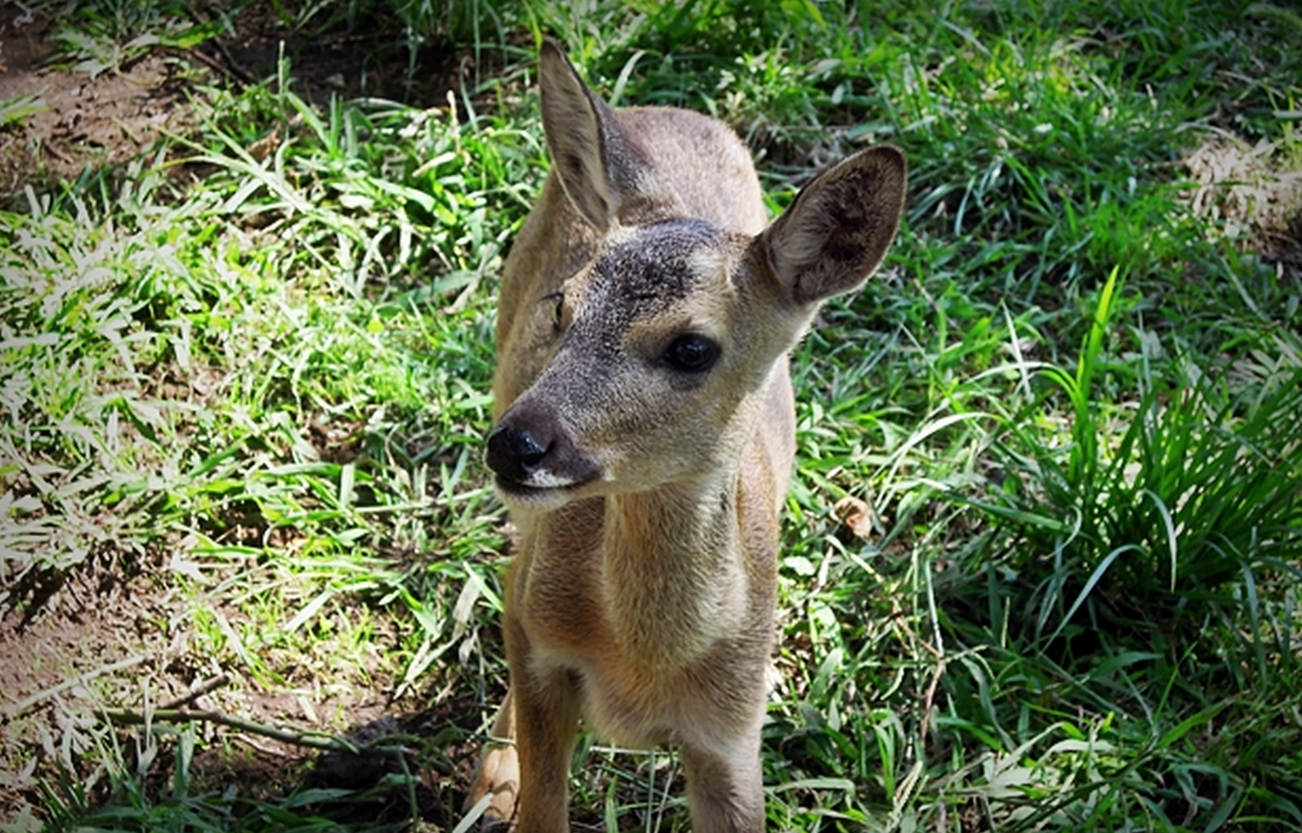 English Guide of Jeju Island: Roe deer observation center / Geochin Oreum