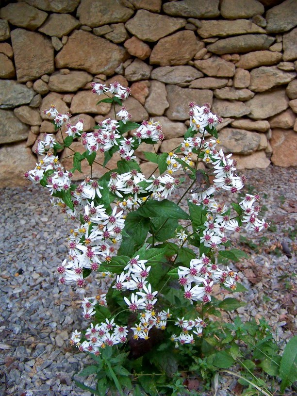 Outside Clyde: Bloom Day Weedflowers