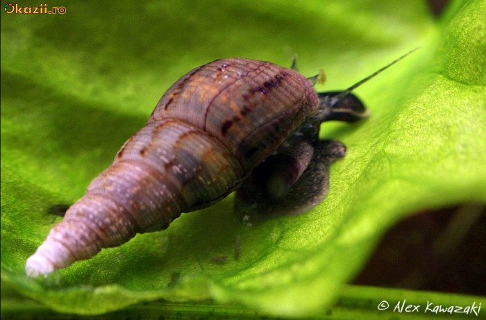 Acvaristica: Melcii de acvariu