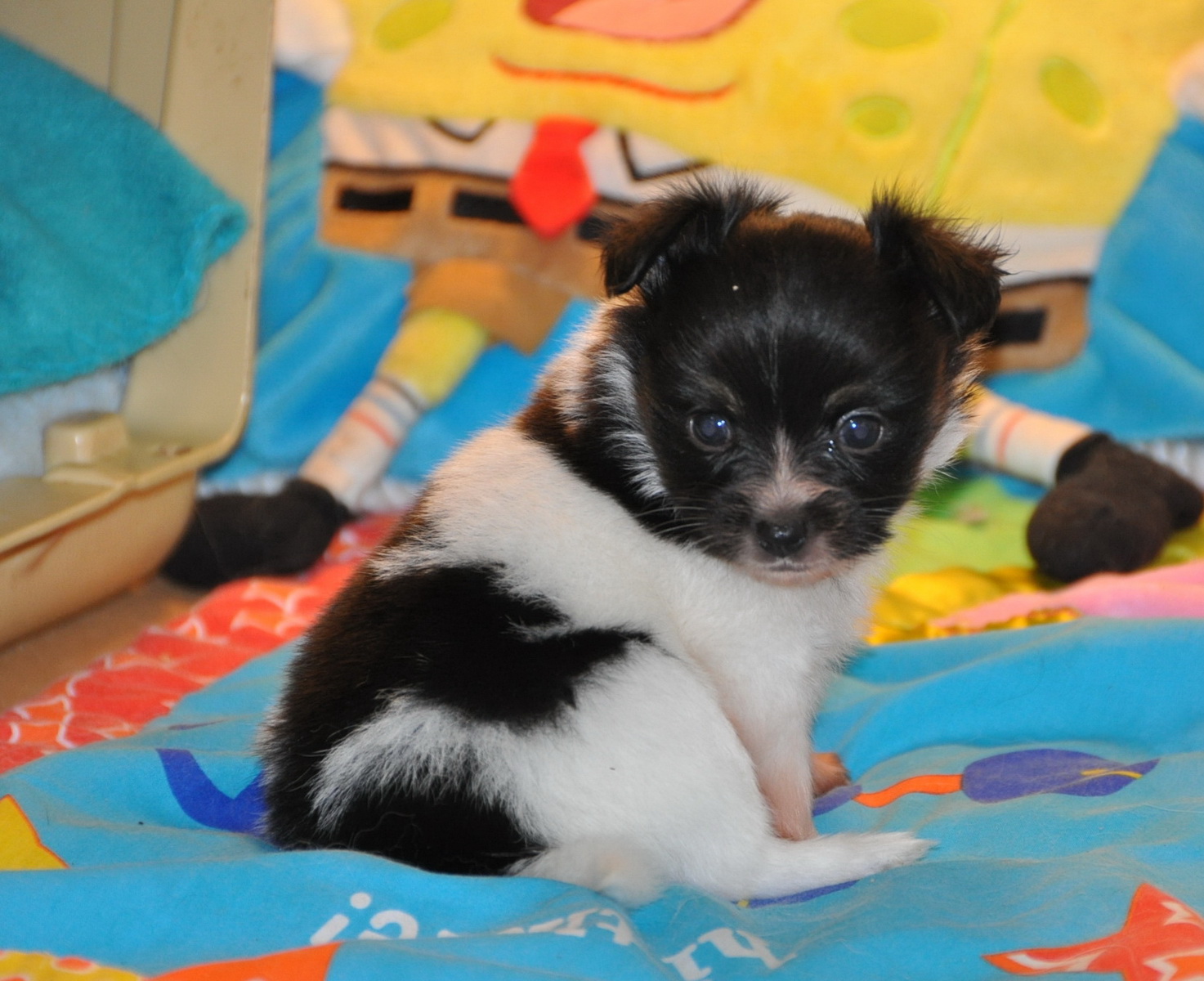Road's End Papillons : 4.5 week old Papillon Puppies