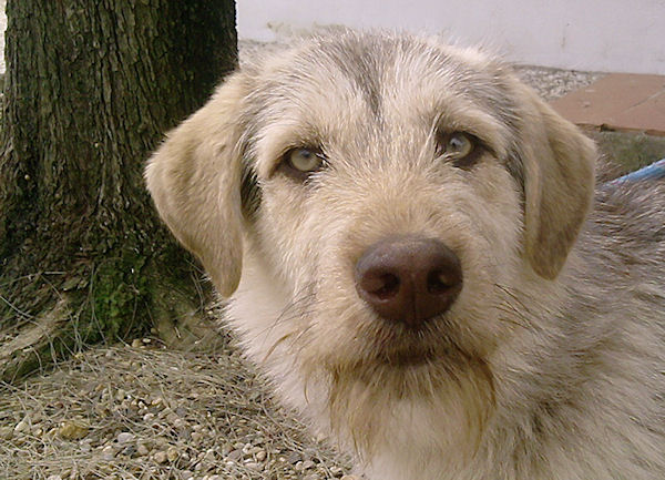 NOBLE GALGO: SCRUFFY, EL PERRO OLVIDADO‏.