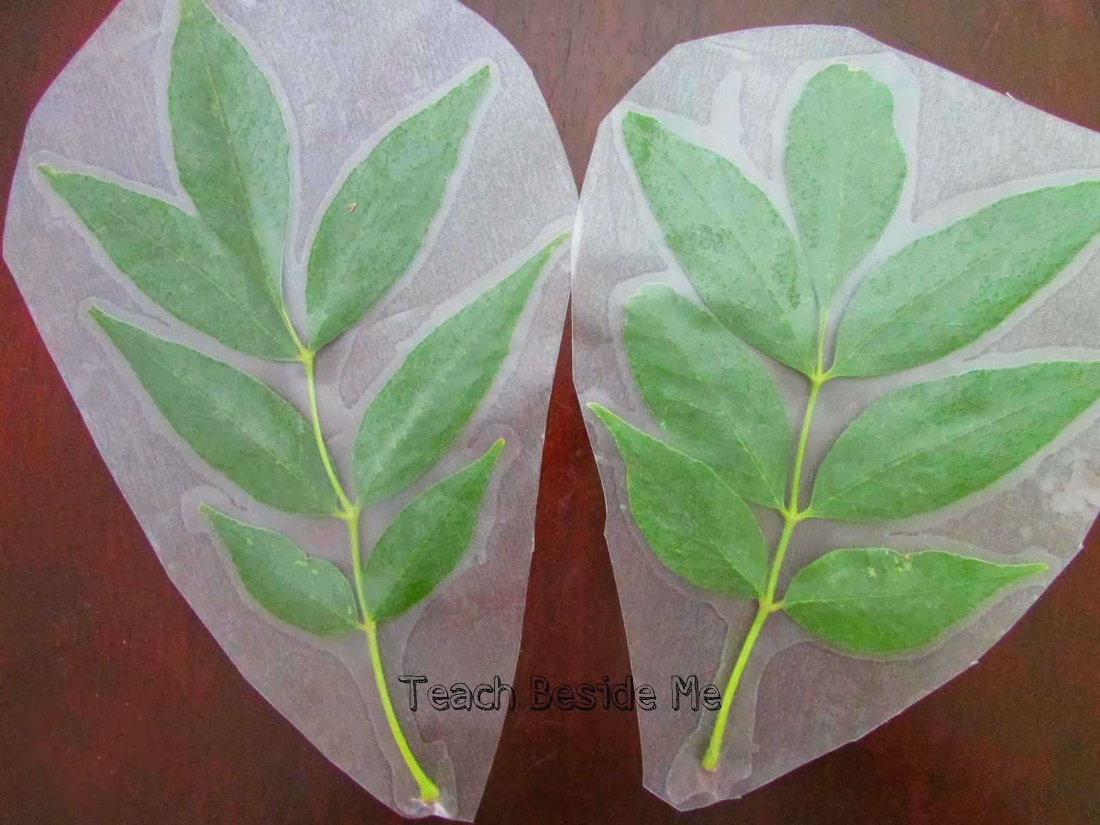 Nature Hunt~ Leaf Matching Game - Teach Beside Me