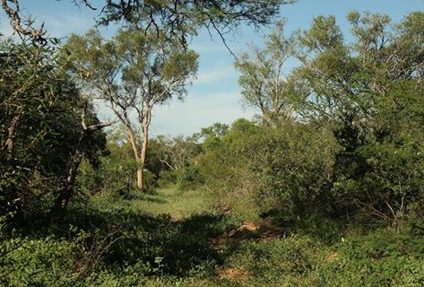 Parques Nacionales del Paraguay: Reservas Naturales del Chaco Seco ONG ...