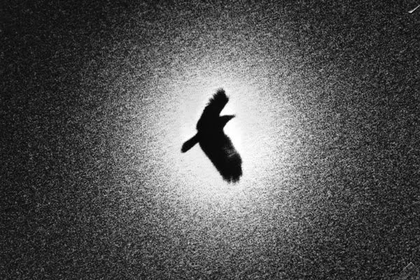 Daniel S. Álvarez | El Dado del Arte