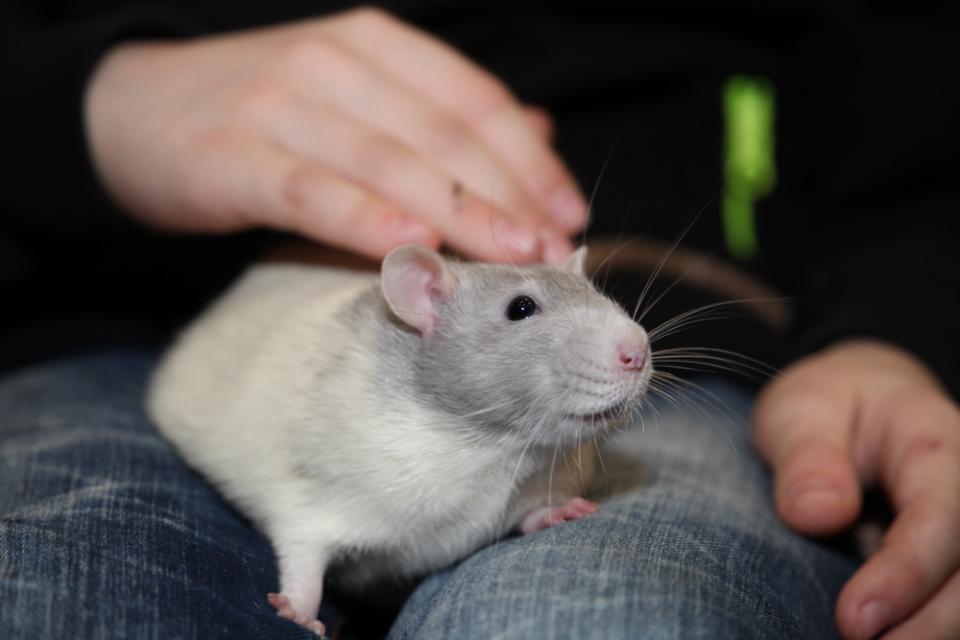 VEGANISM: A TRUTH WHOSE TIME HAS COME: 125 PHOTO Collection: "The Way ...