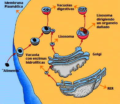 La biología: una experiencia que genera conocimiento: Digestión Celular