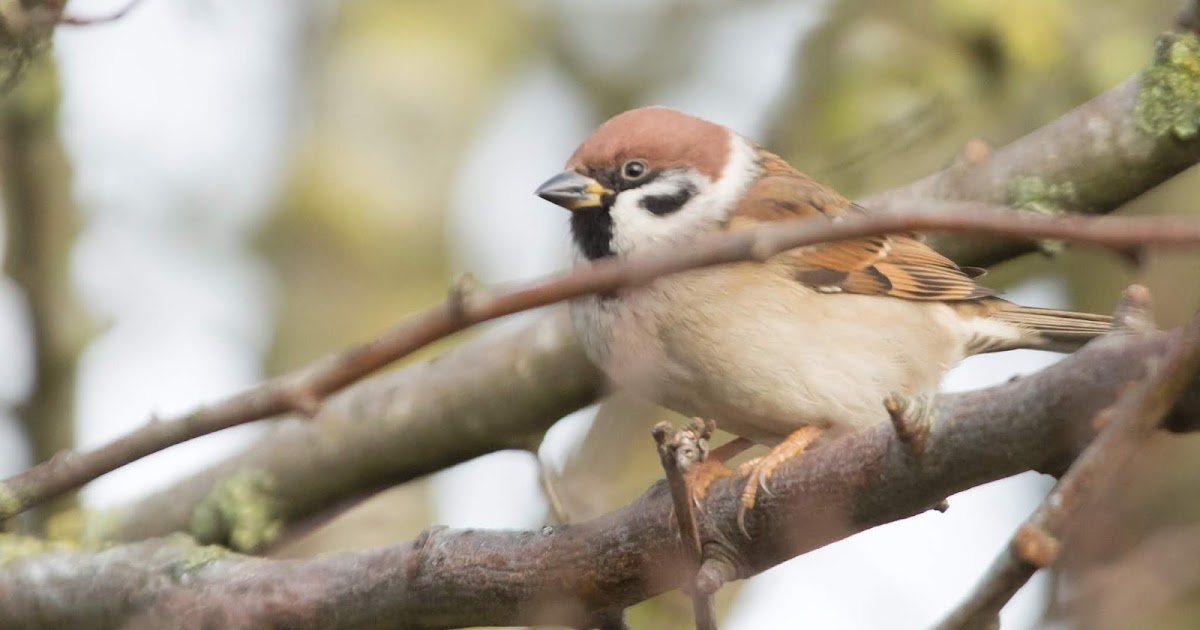Austin's Birding Blog: 26/12/2018 Lunt Meadows Nature Reserve