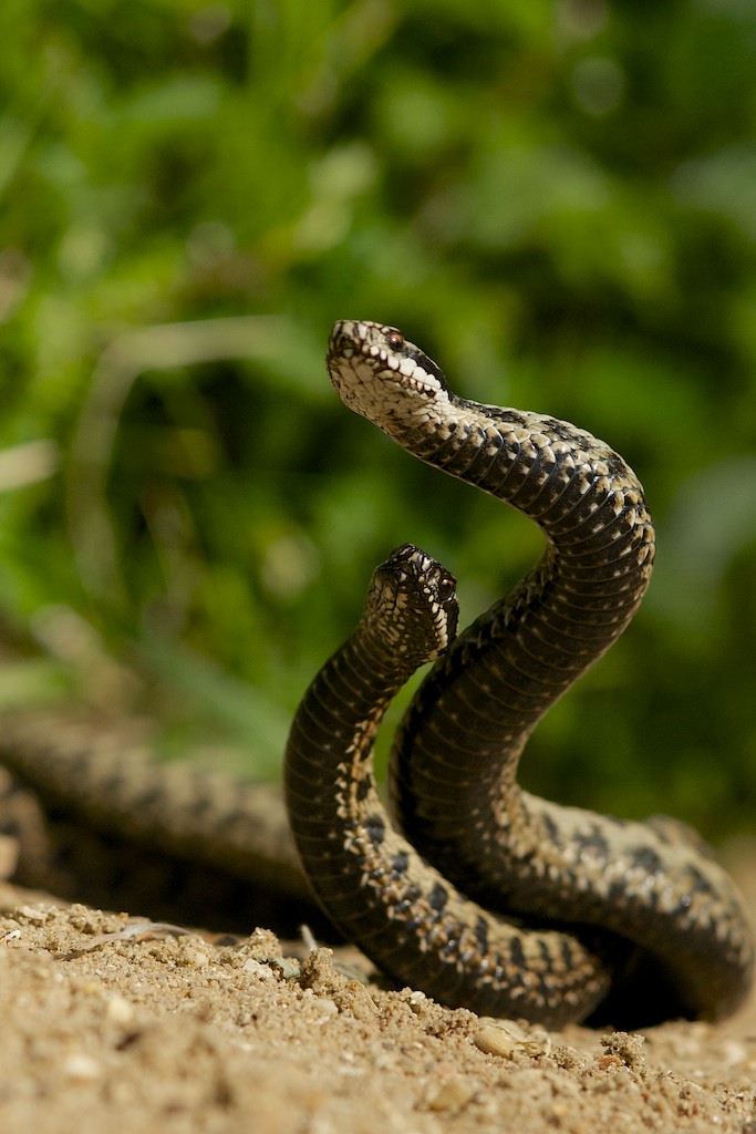 British Wildlife Centre ~ Keeper's Blog: Dancing Adders
