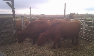 L and H Ranch: Last 5 registered RX3 cattle in the world.